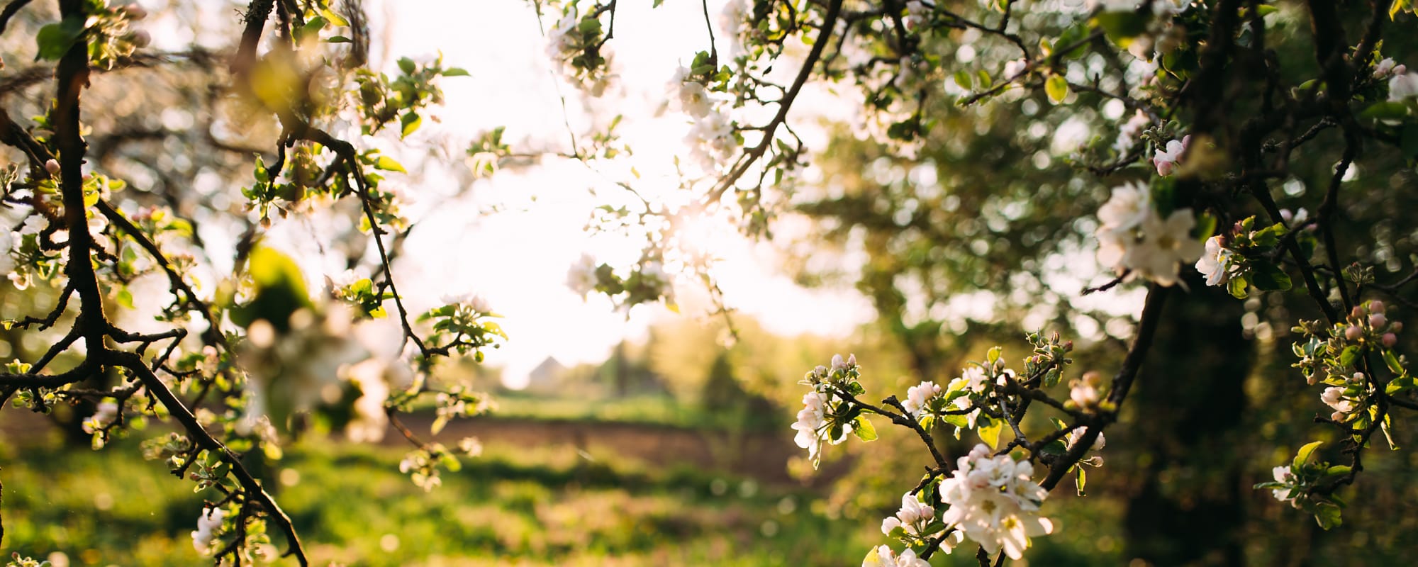 Spring has Sprung! - CarpeVITAHomeCare.com